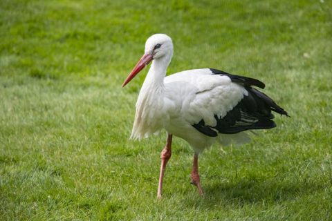 Loisirs nature - Ville d'Ensisheim